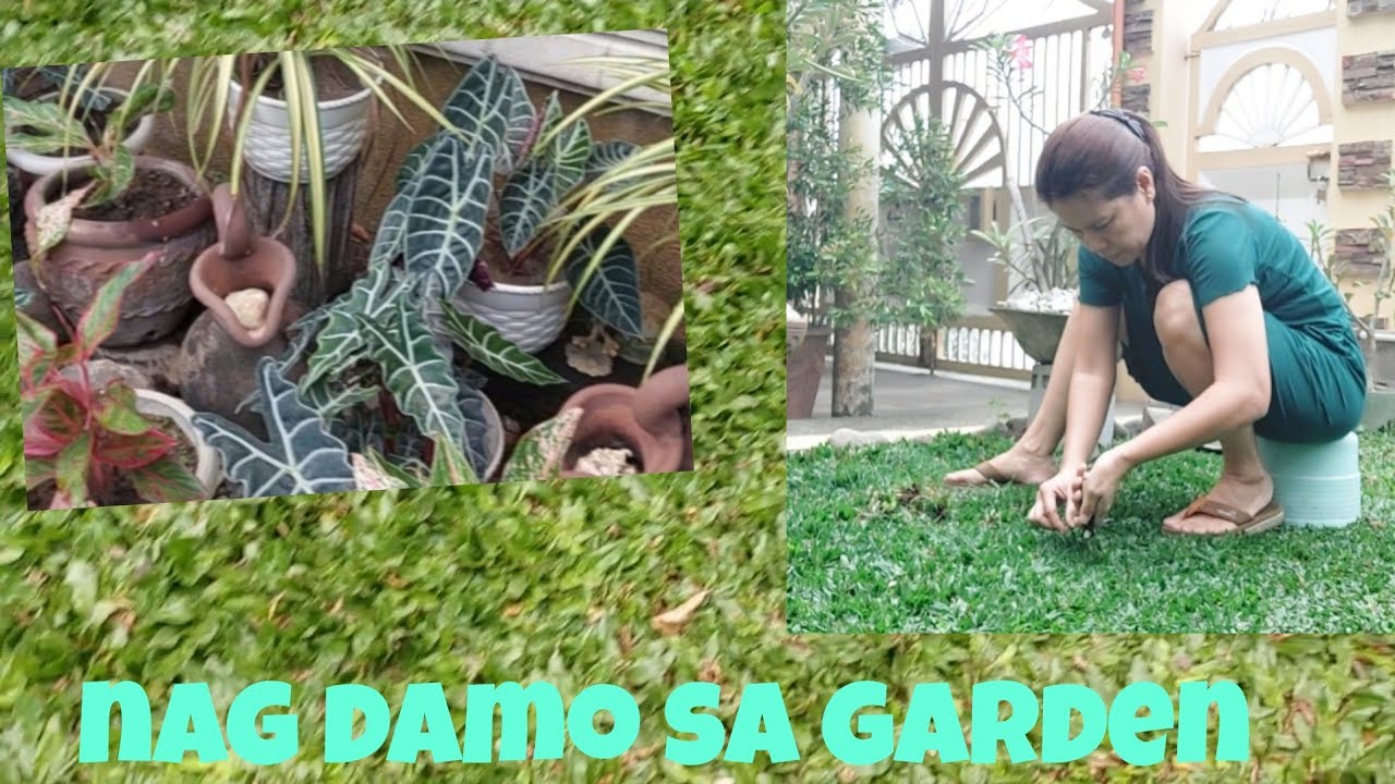 Nag damo sa garden.. - YouTube