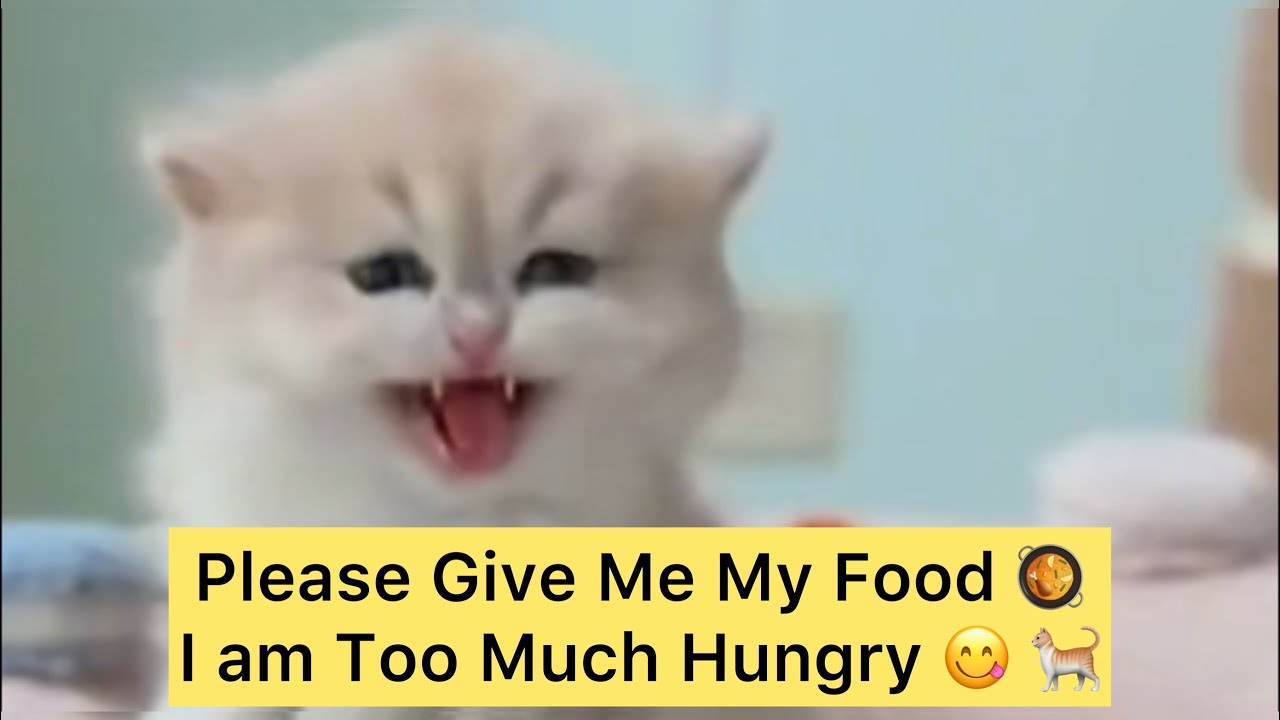 Please Give Me Food 🥘 I am To Much Hungry 🤤 🐱 #cats #hungry - YouTube