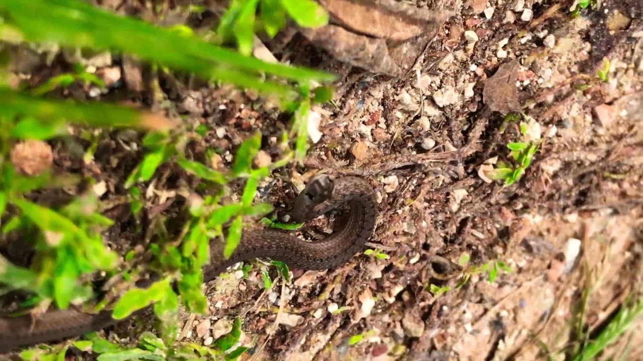 Catching a new born decays brown snake - YouTube