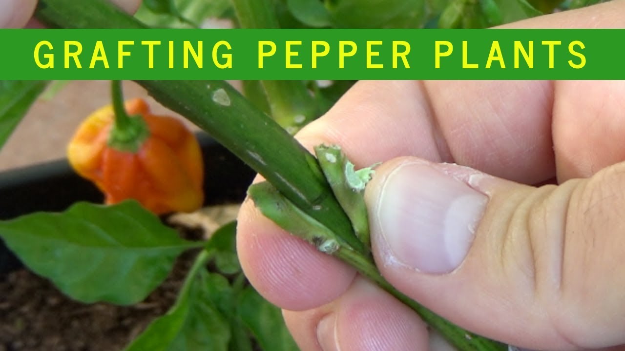 Grafting Super Hot Peppers {AND 2-WEEK PROGRESSION!} - YouTube