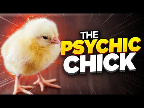 These Chickens Say “Fly or Die”