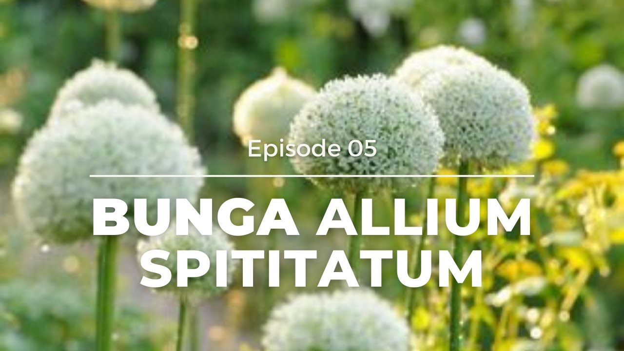 BUNGA ALLIUM PUTIH - YouTube