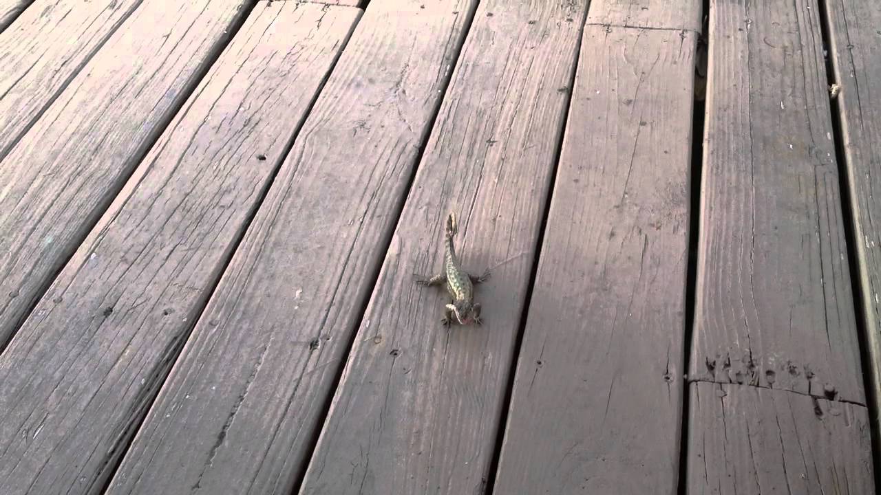 Lizard Eating PIZZA! - YouTube