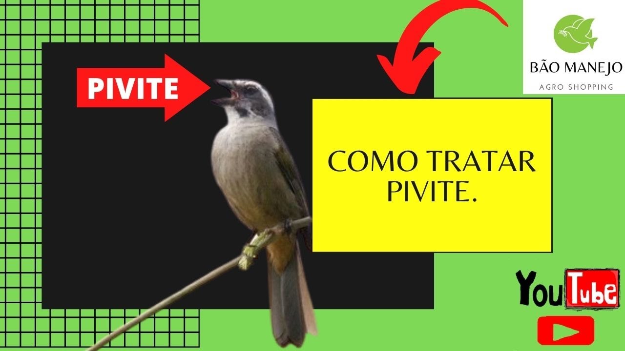 COMO TRATAR PIVITE, PIVIDE ou PIVITI - A VERDADE SOBRE PIVITE | Canal ...