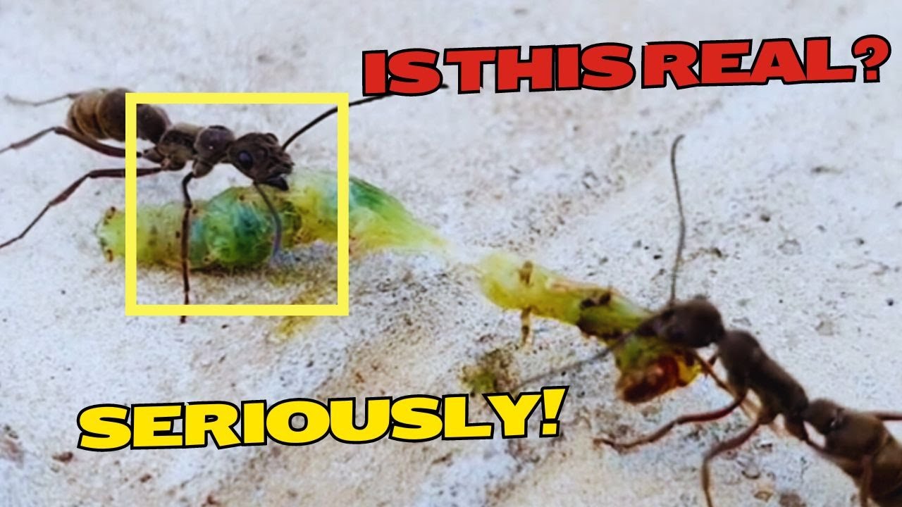 When Friends Become Enemies! Incredible Lives of Ants - YouTube