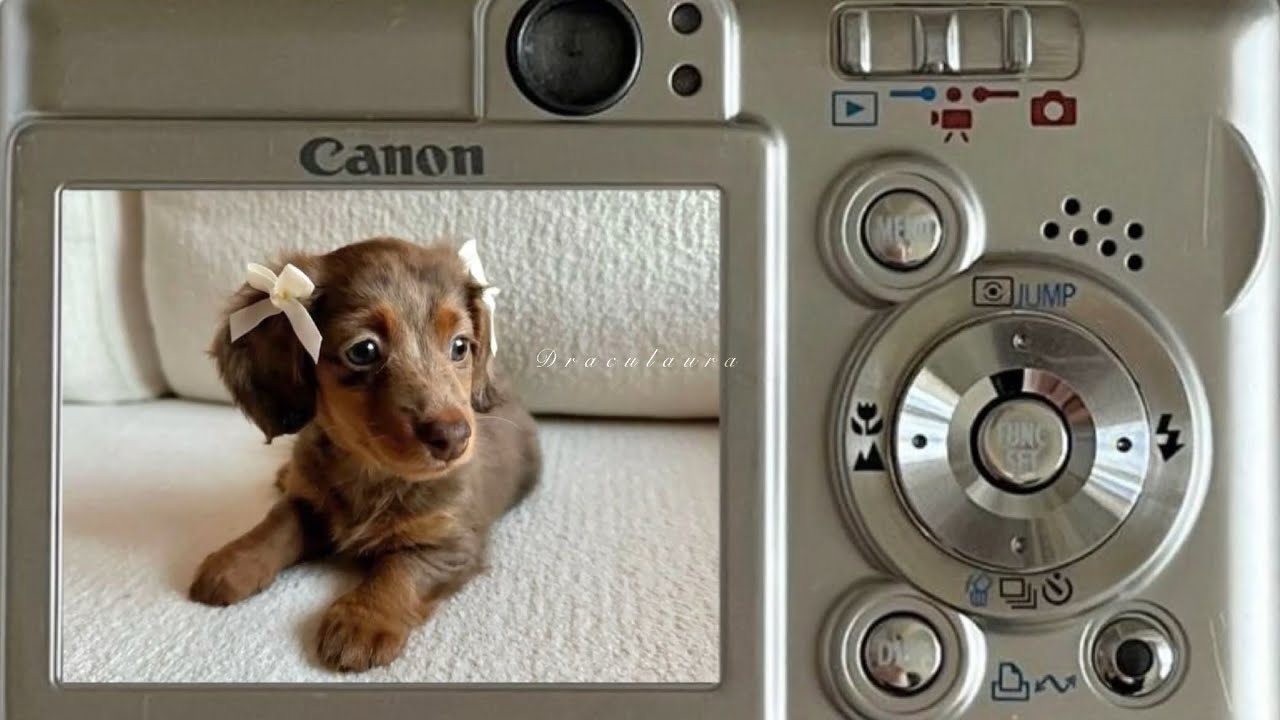 Manifest a dog subliminal - YouTube