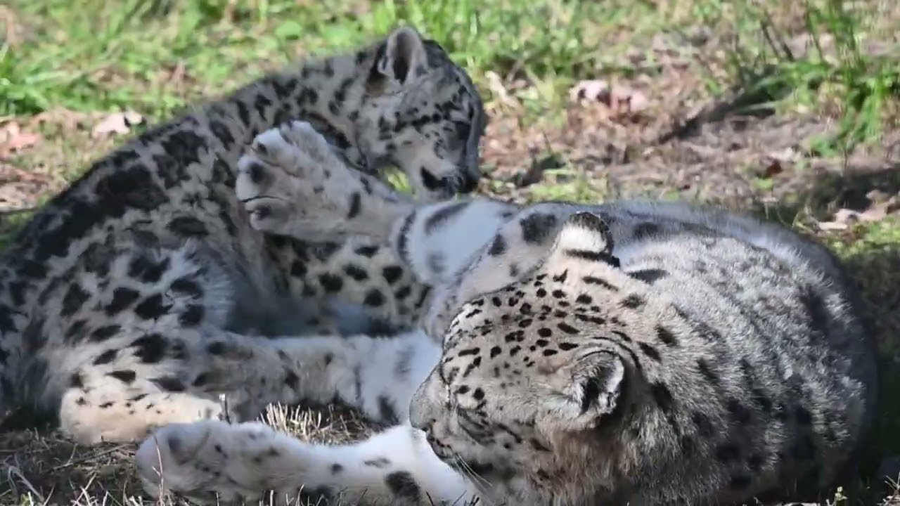 Snow Leopard Cubs With Mom