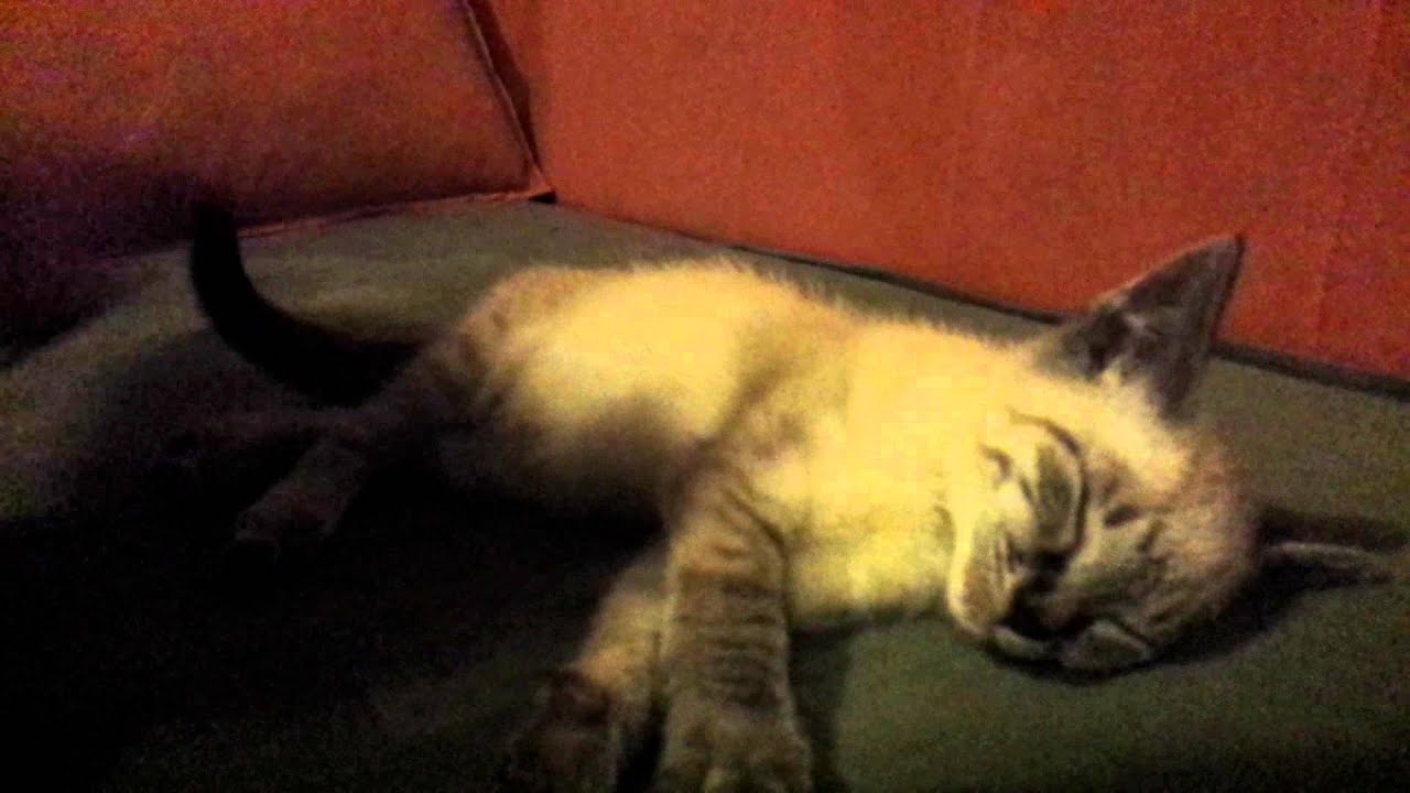Cat Sleeping Hard - YouTube