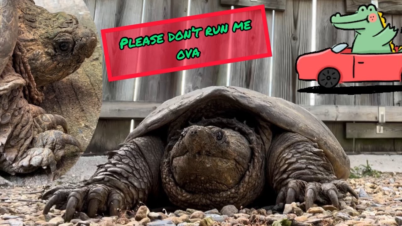 How to Pick Up SNAPPING TURT - YouTube