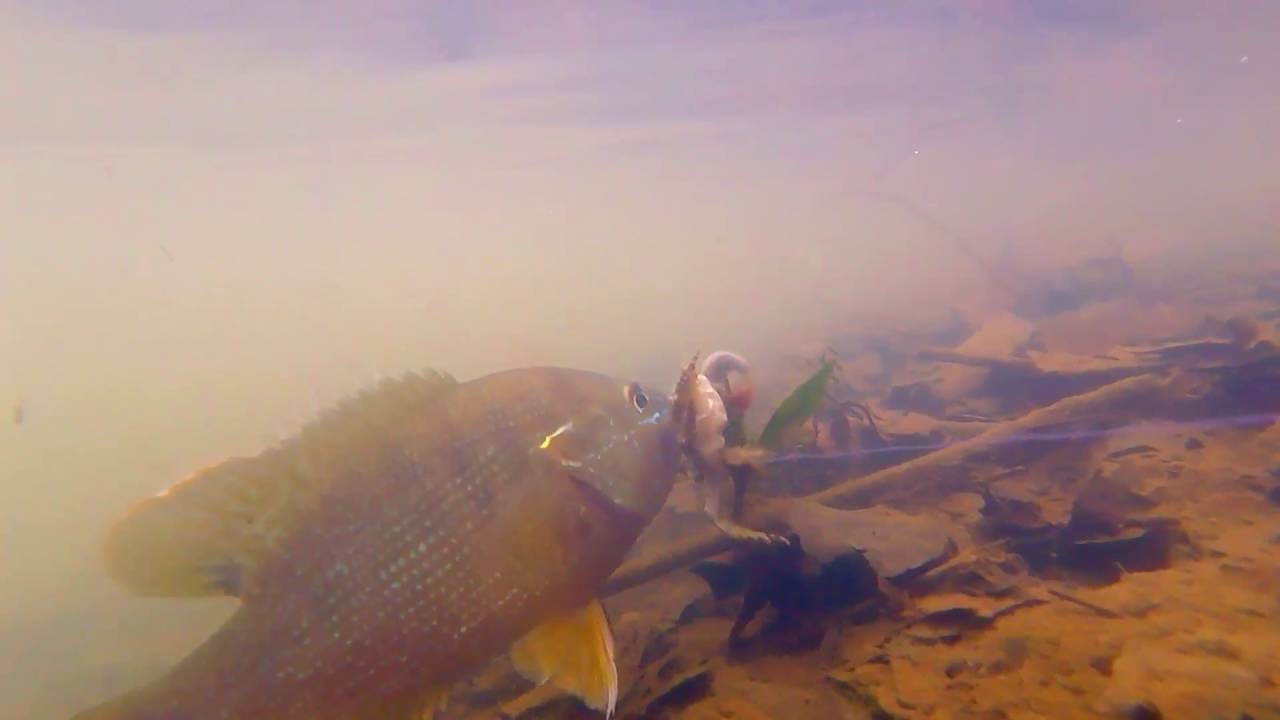 OHIO RIVER MONSTERS - YouTube