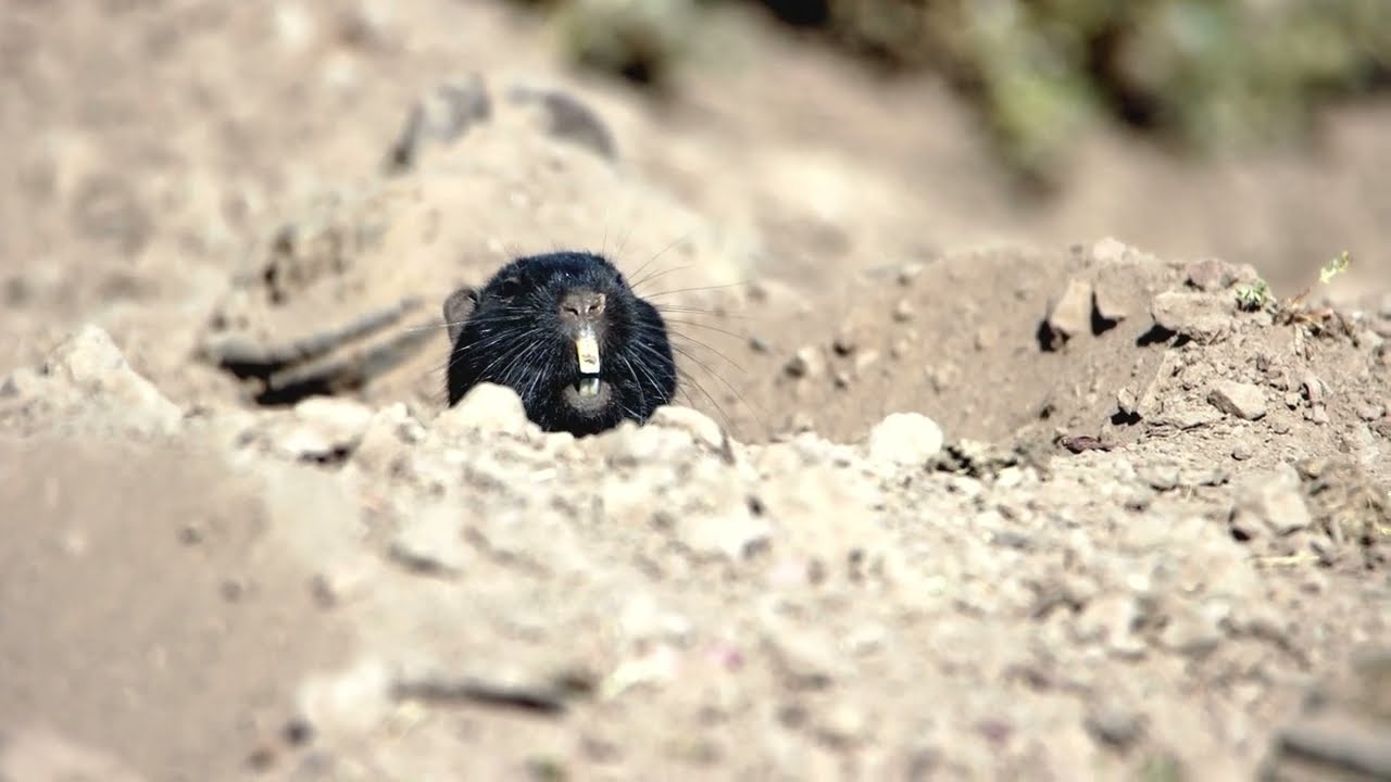 Cururo (Spalacopus cyanus) - YouTube