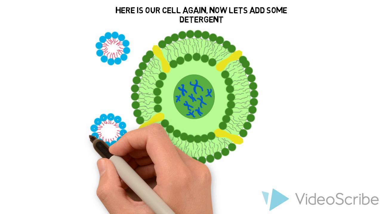The California Mastitis Test- How it works - YouTube