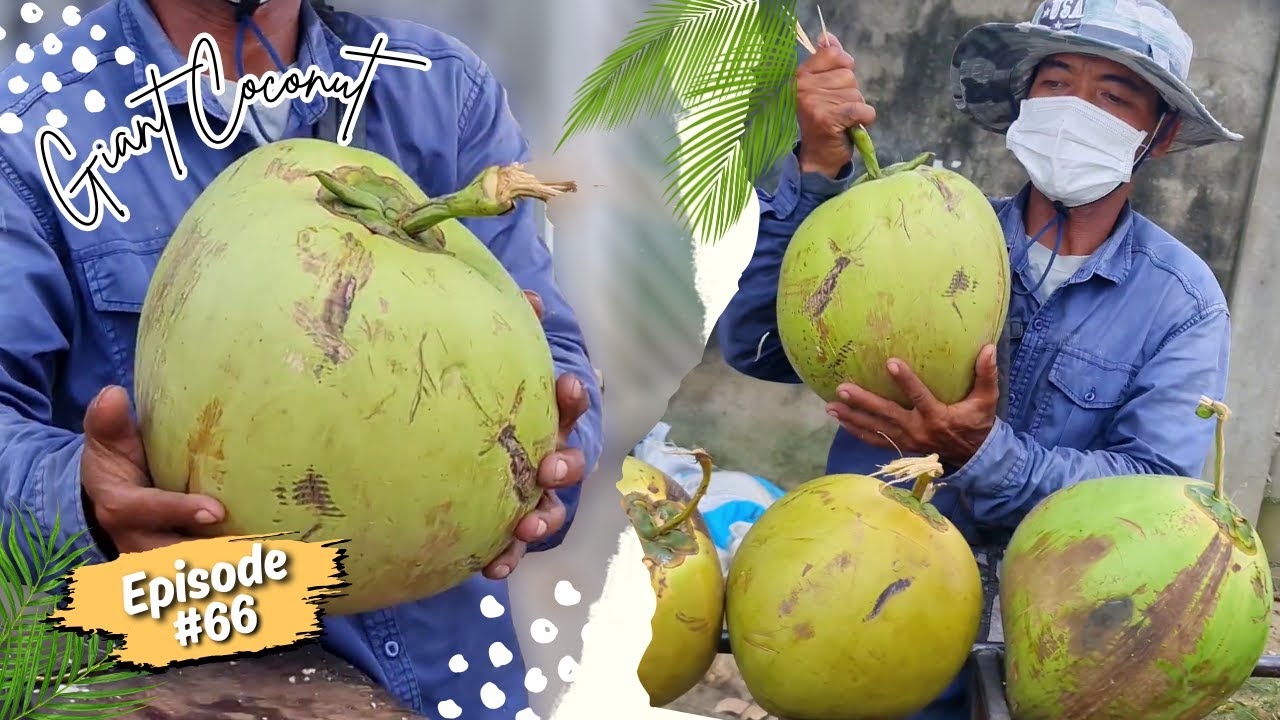 Amazing Big Coconut Cutting Skills Ep66 - $1 Fresh Coconut Water In ...
