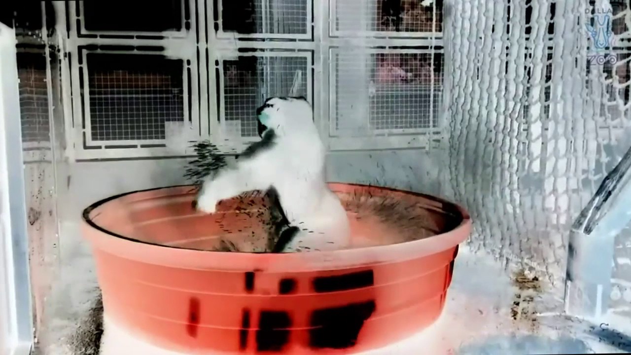Gorilla Dancing in Pool to Mudvayne - YouTube