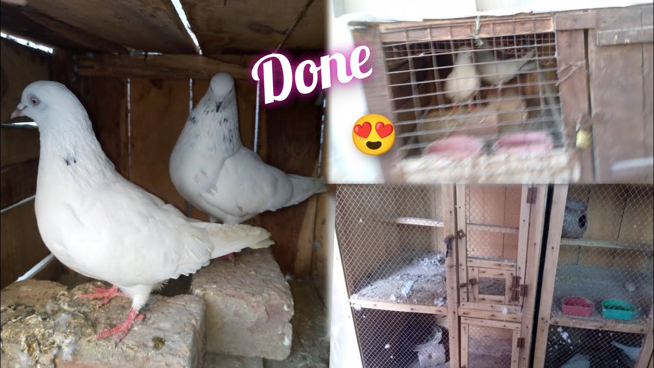 Finally..Pigeon ko bry cage me shift kr dia😍 Or khumry kidr rkhn ab🤔 ...