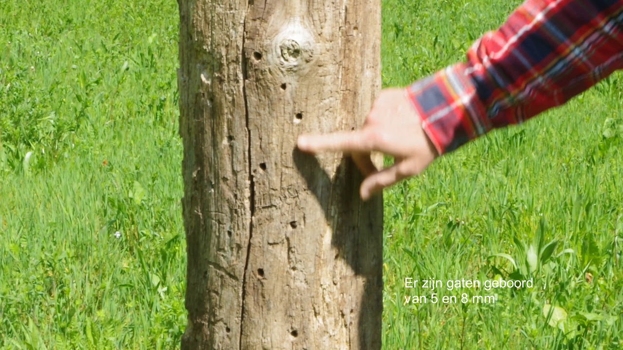 Boomstam als bijenhotel - YouTube