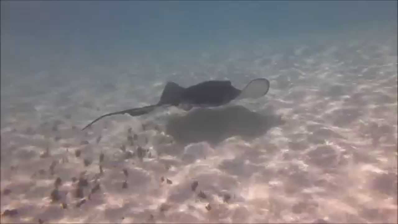 Stingray Attack - YouTube