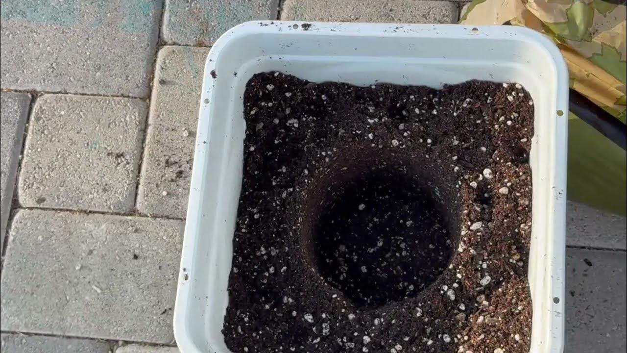 TRASPLANTANDO MADRES PLANTAS - YouTube