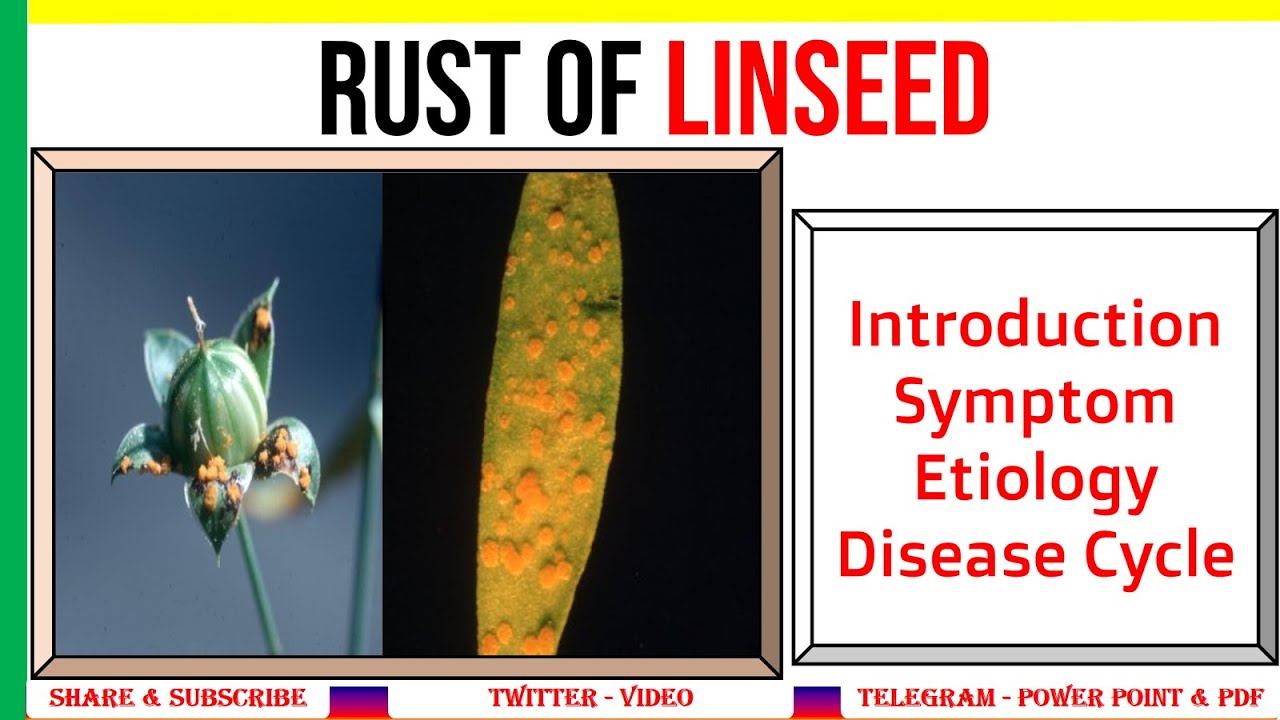 Rust of Linseed, Introduction, Symptoms, Causal Organism, Disease Cycle ...