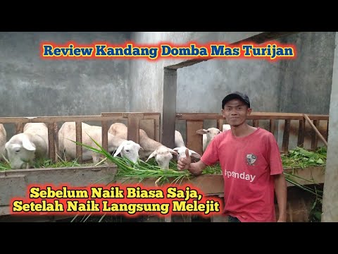 Review Harga Domba di Domba Besi Farm Bersama Mas Turijan - YouTube