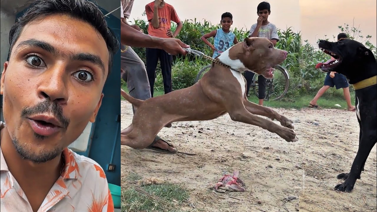 Rescue Pitbull Se Dosti Hogyi ️ Pitbul vs Apbt Hogaya - YouTube