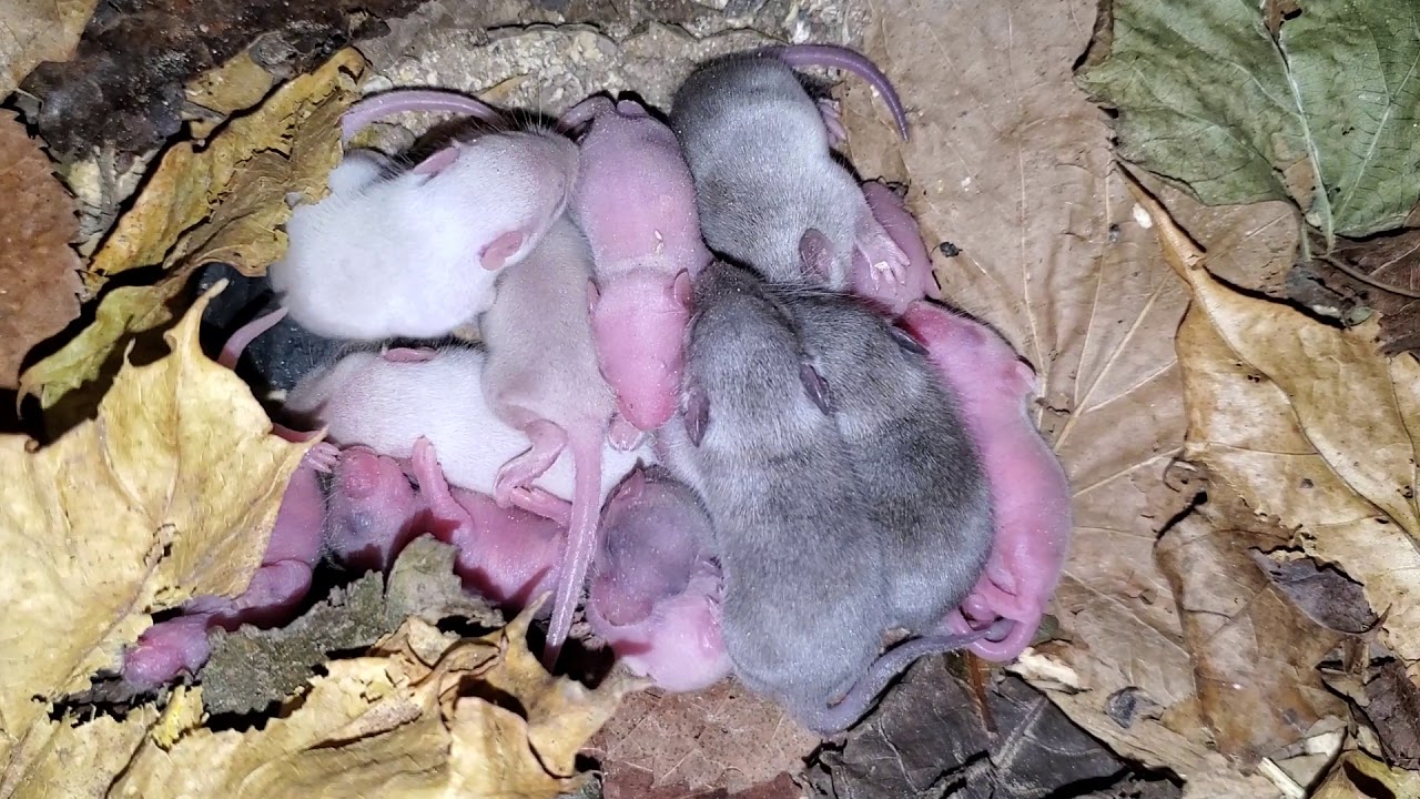 Baby Mice - YouTube