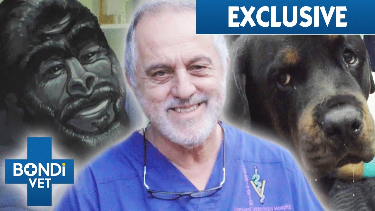 Exclusive: Bondi Vet Clinic Tour With Dr Robert Zammit 🐾 | Bondi Vet Behind The Scenes - YouTube