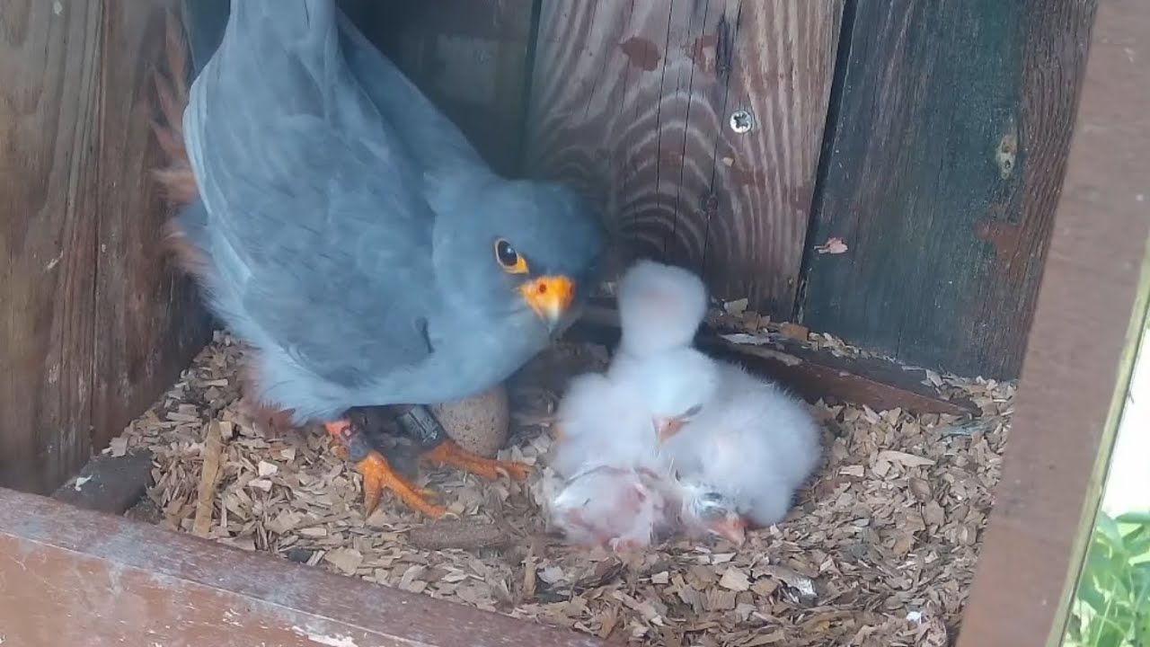 Red-footed Falcon Nest Cam #2 | Falcon dad first time meet newly hatch ...