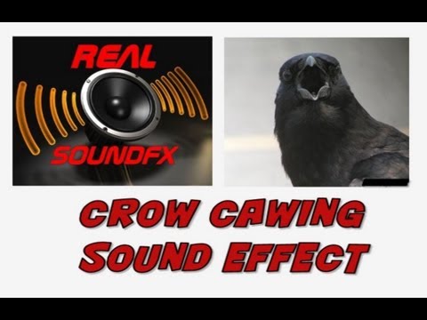 Crow flying past cawing sound effect - realsoundFX - YouTube
