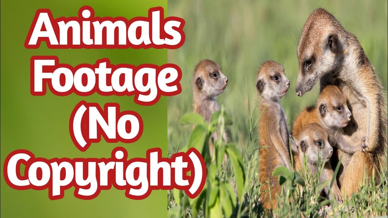 (No copyright) Animals Life jungle footage - YouTube