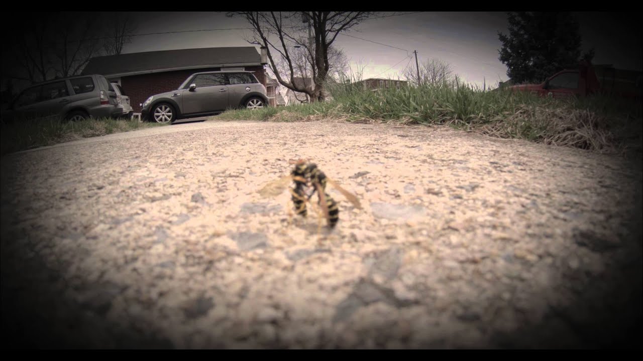 Professional Bee Boxing - YouTube