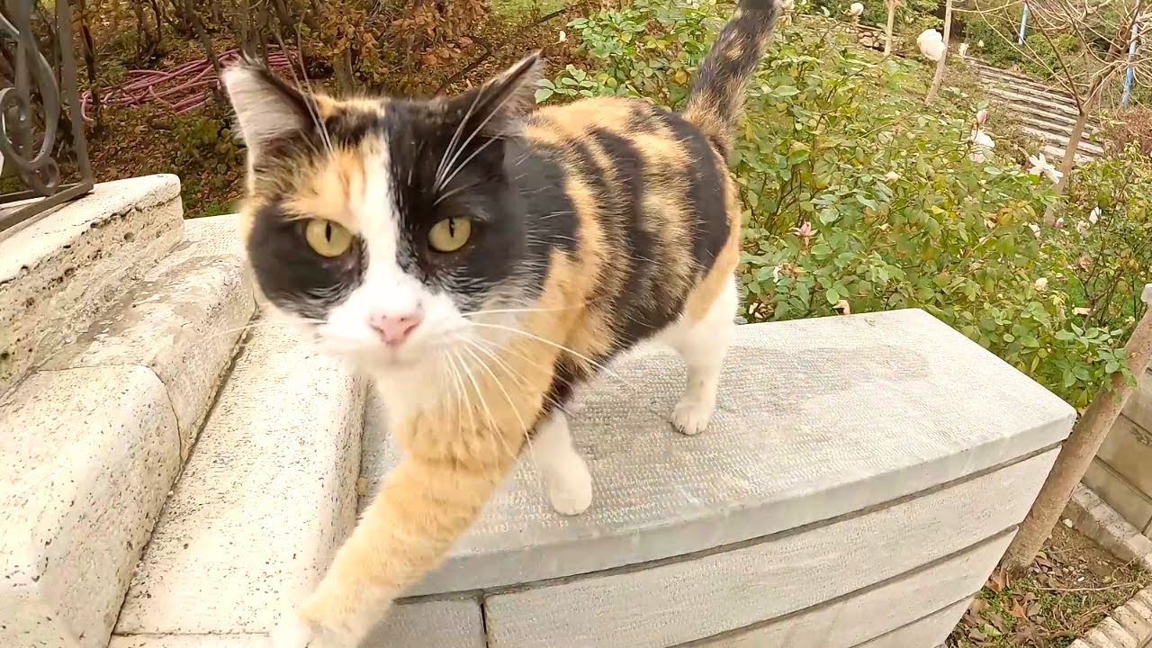 This Cute and Hungry Calico cat Was looking for Food | i feed him - YouTube