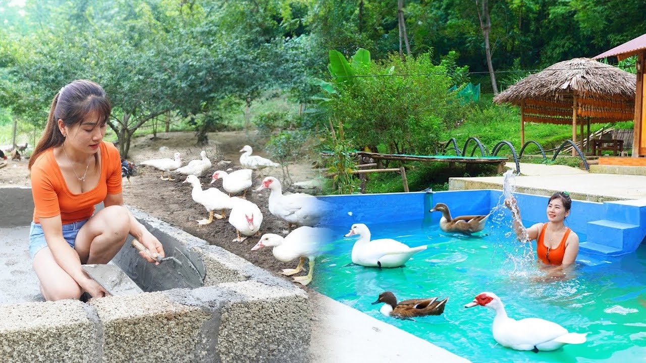 Building Swimming Pool For Geese - Swimming with Geese | Nhất My ...