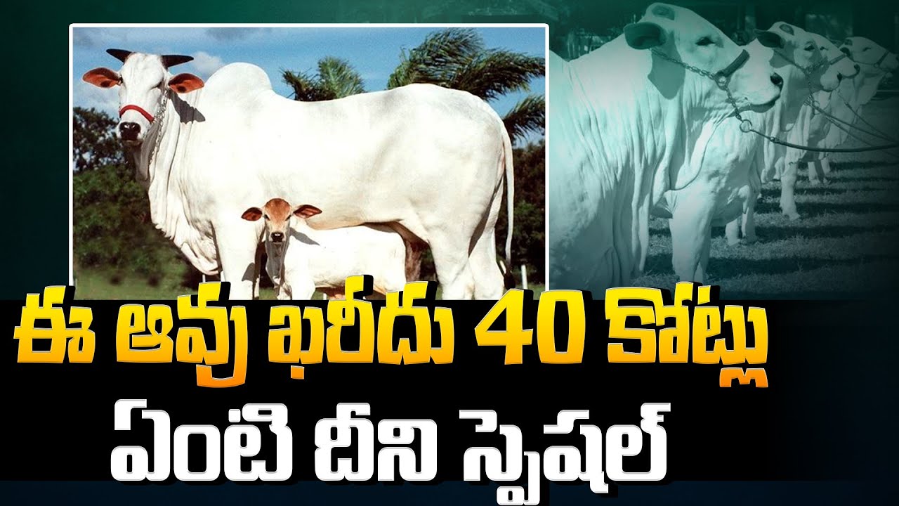 ఈ ఆవులో ఉన్న స్పెషల్ ఏంటి? | Nellore Breed Cow Costs Rs 40 Crore ...