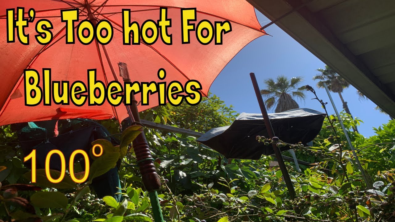 it's too hot for Blueberries #blueberries #garden #gardening # ...