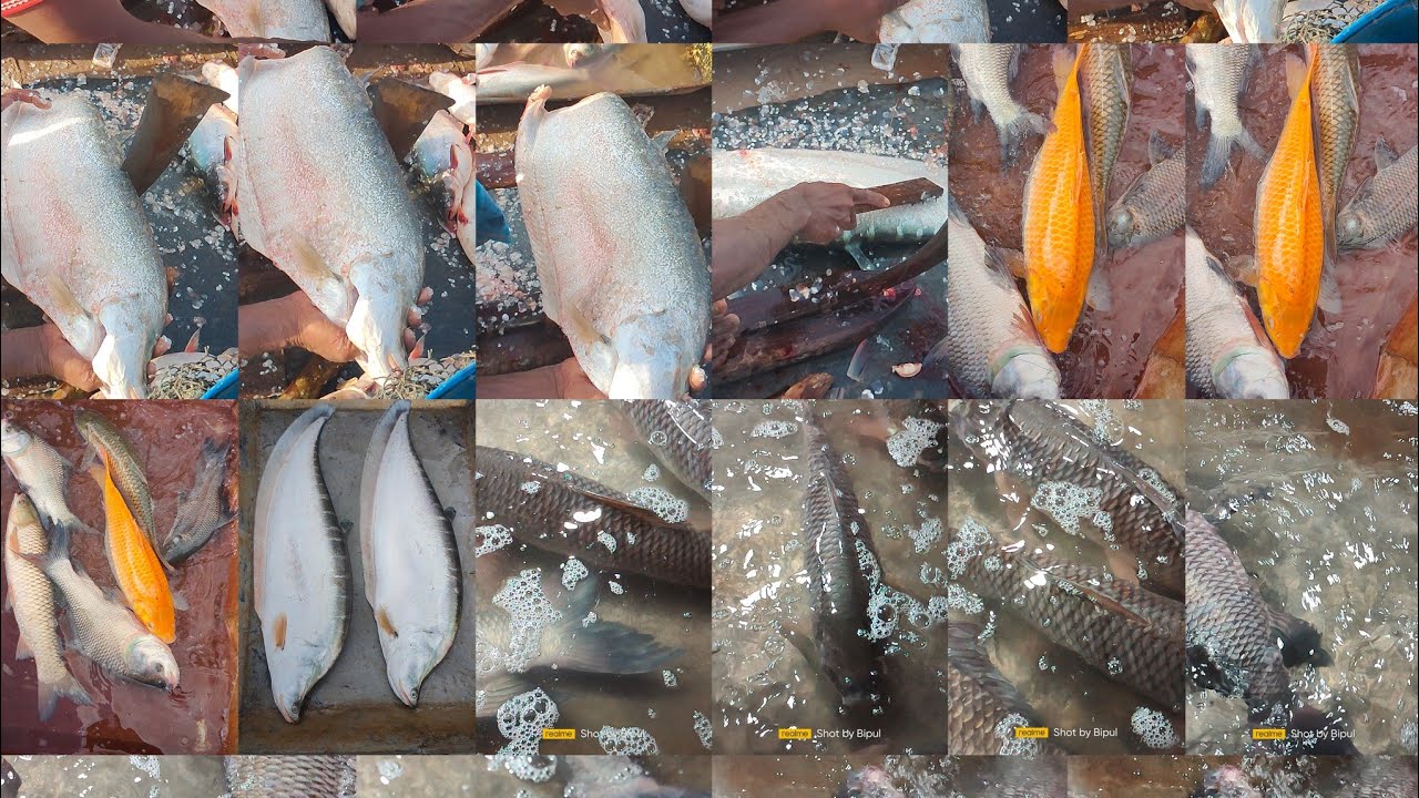 Big saige Katla fish cutting in Bangladesh - YouTube