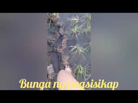 Bunga ng Pagsisikap - YouTube
