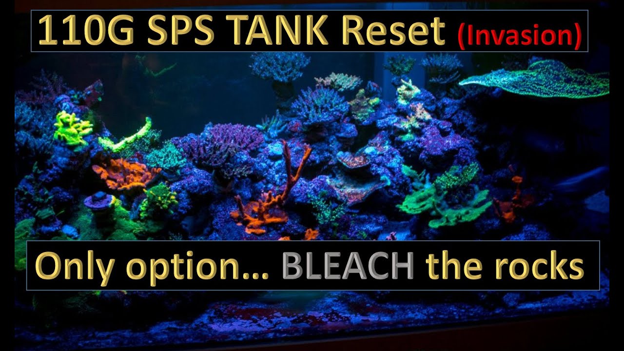110G SPS Reef Tank - Purple Star Polyp Infestation - RESET ( Rock ...