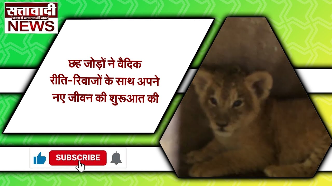 इंदौर कमला नेहरू प्राणी संग्रहालय से आई खुशखबरी बाघ और शेरों के 6103