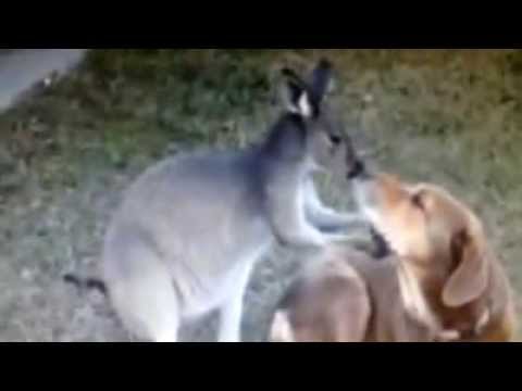 KANGURUYLA KÖPEĞİN AŞKI