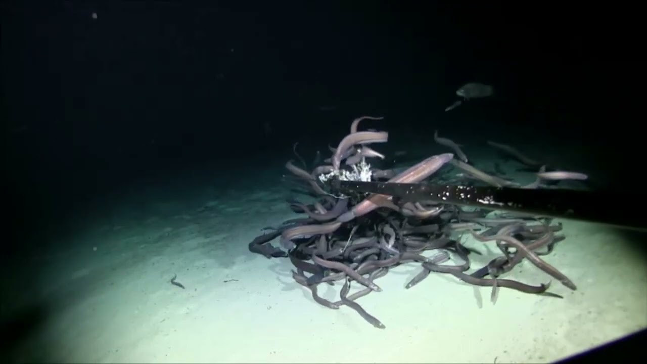 Life at the bottom of the Pacific Ocean - YouTube