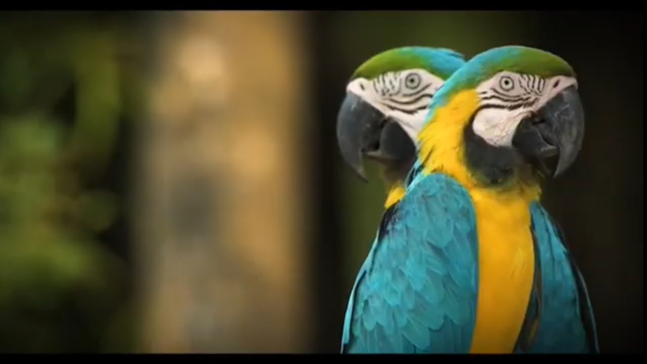 Beautiful video of wildlife and animals for relaxing #animals #video ...