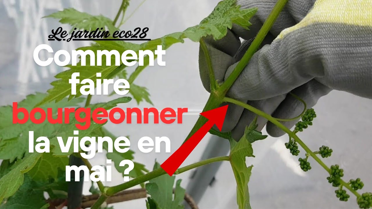 Comment bourgeonner la vigne ? 2025 - YouTube