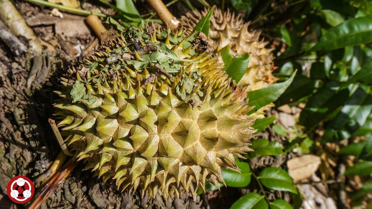 Fruits 水果 How to pronounce durian 榴莲 ドリアン, 두리안, doerian, Zibetfrucht ...