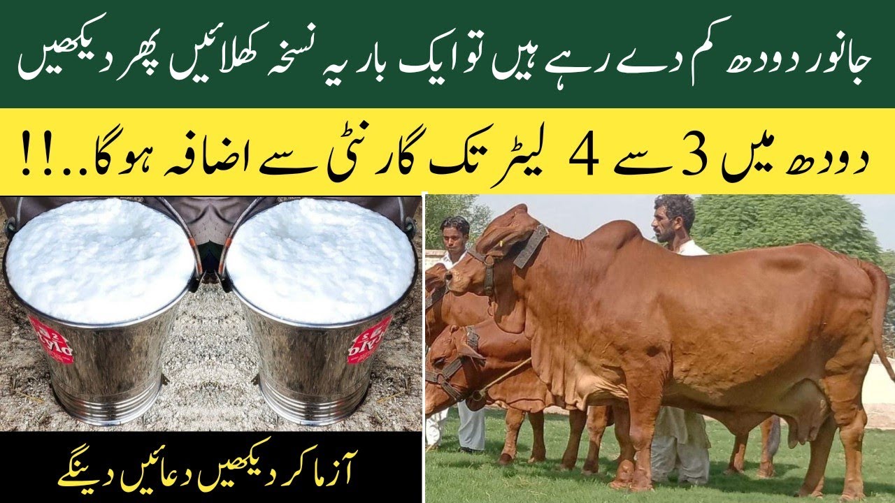 How to increase milk production of Cows and Buffalos - YouTube