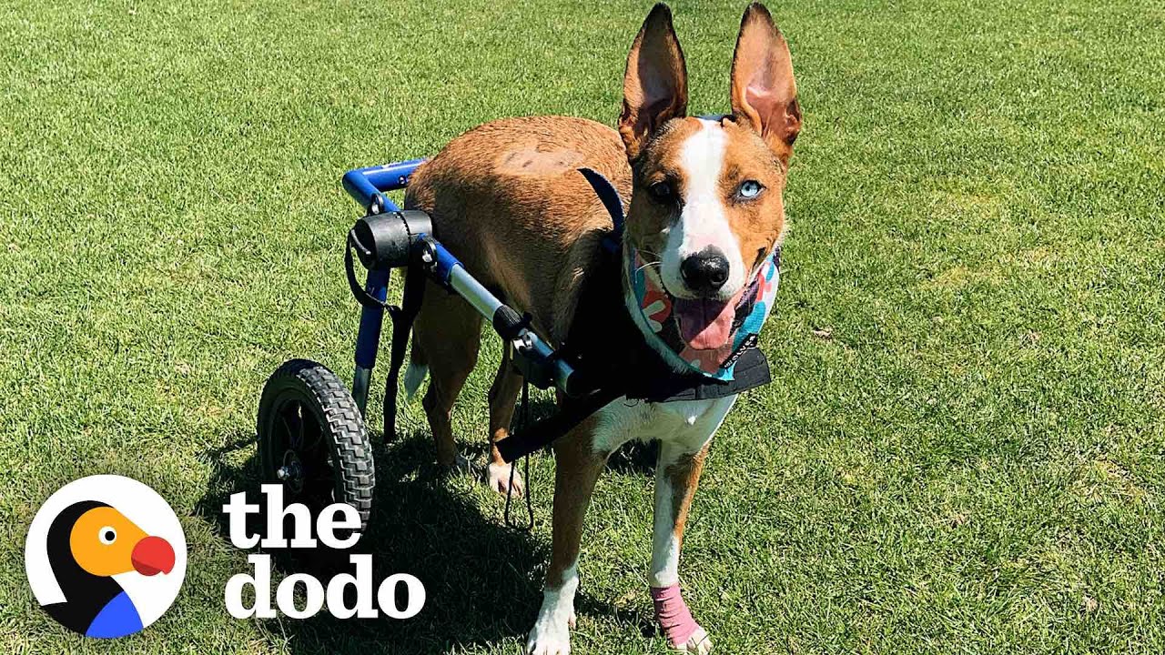Dog Who Was Paralyzed Decides She's Going To Run Again | The Dodo ...