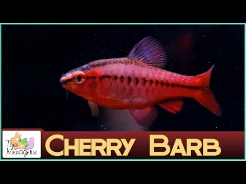 All About Cherry Barbs: A Beautiful Characterful Fish for Smaller Tanks