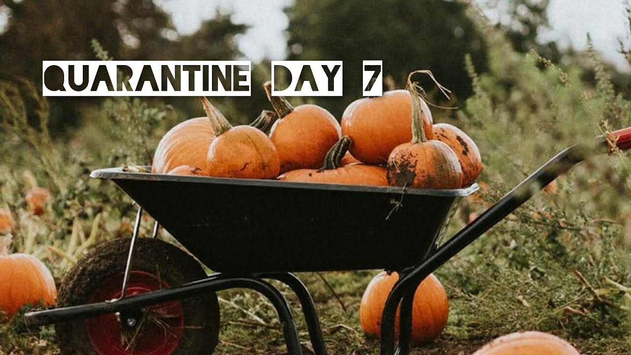 quarantine day 7 & freedom day - YouTube