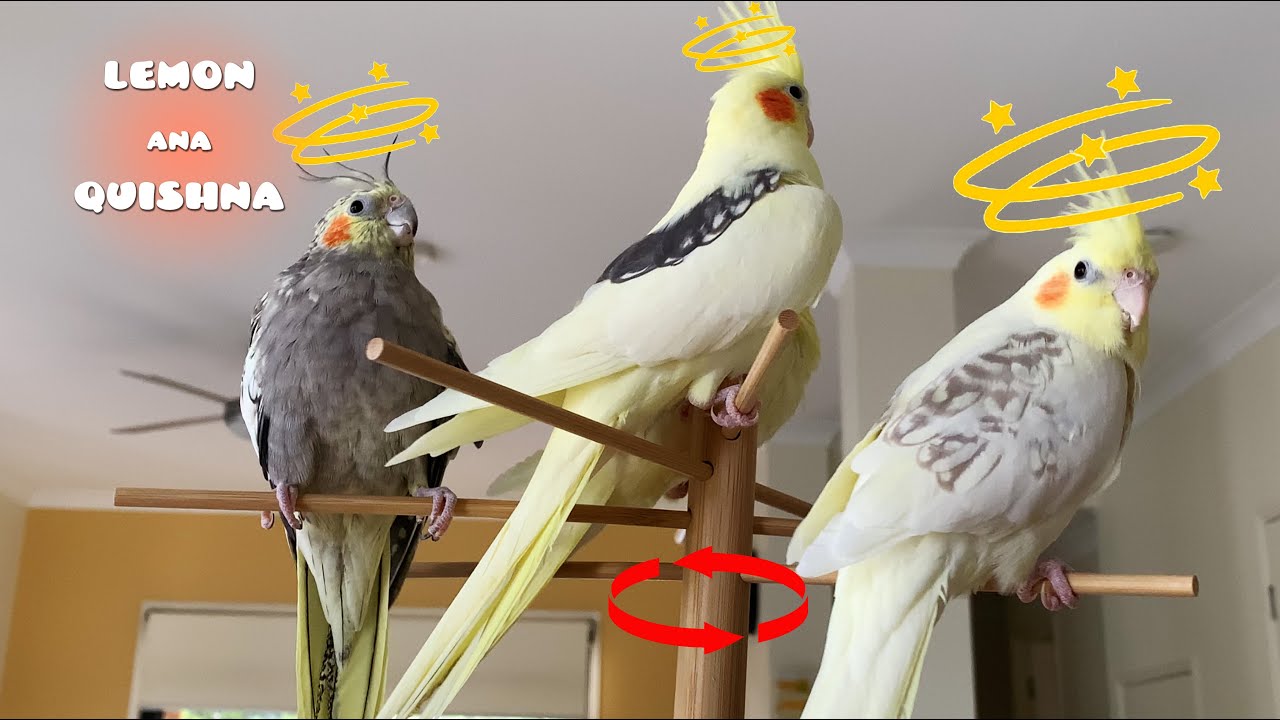 Birds' Reactions When I Keep on Circling Around Them - YouTube