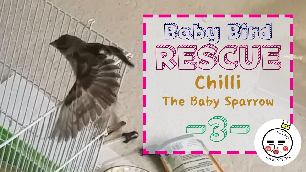 Baby Bird Rescue | Bird Escaped - YouTube